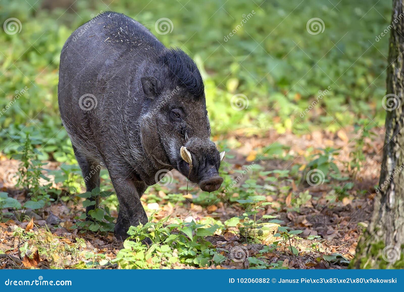 Visayan Warty Pig in the Forest Stock Photo - Image of warty, mammal ...