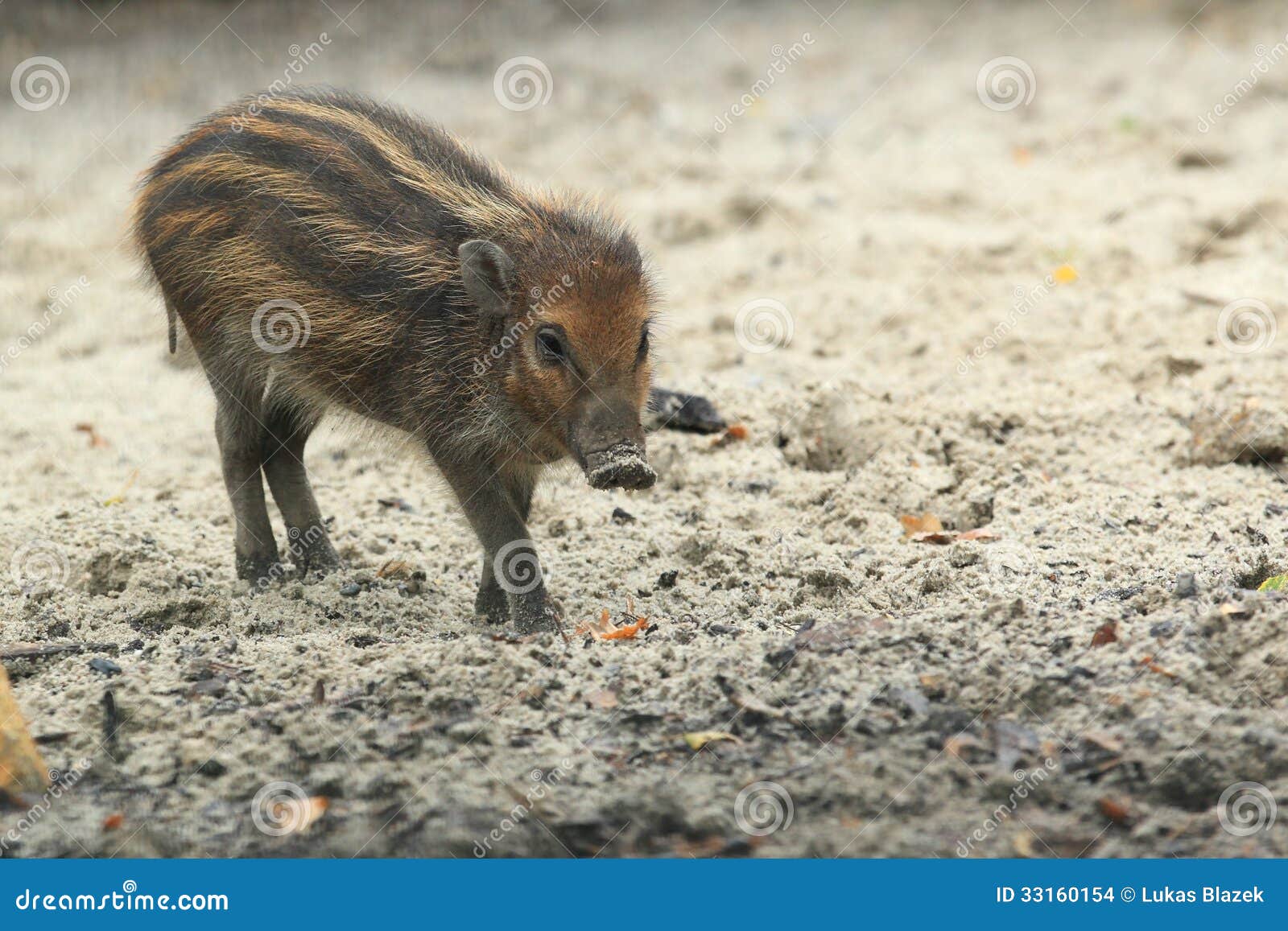 Visayan Warty Pig Grubbing In The Mud, Typical Wild Boar Behavior ...