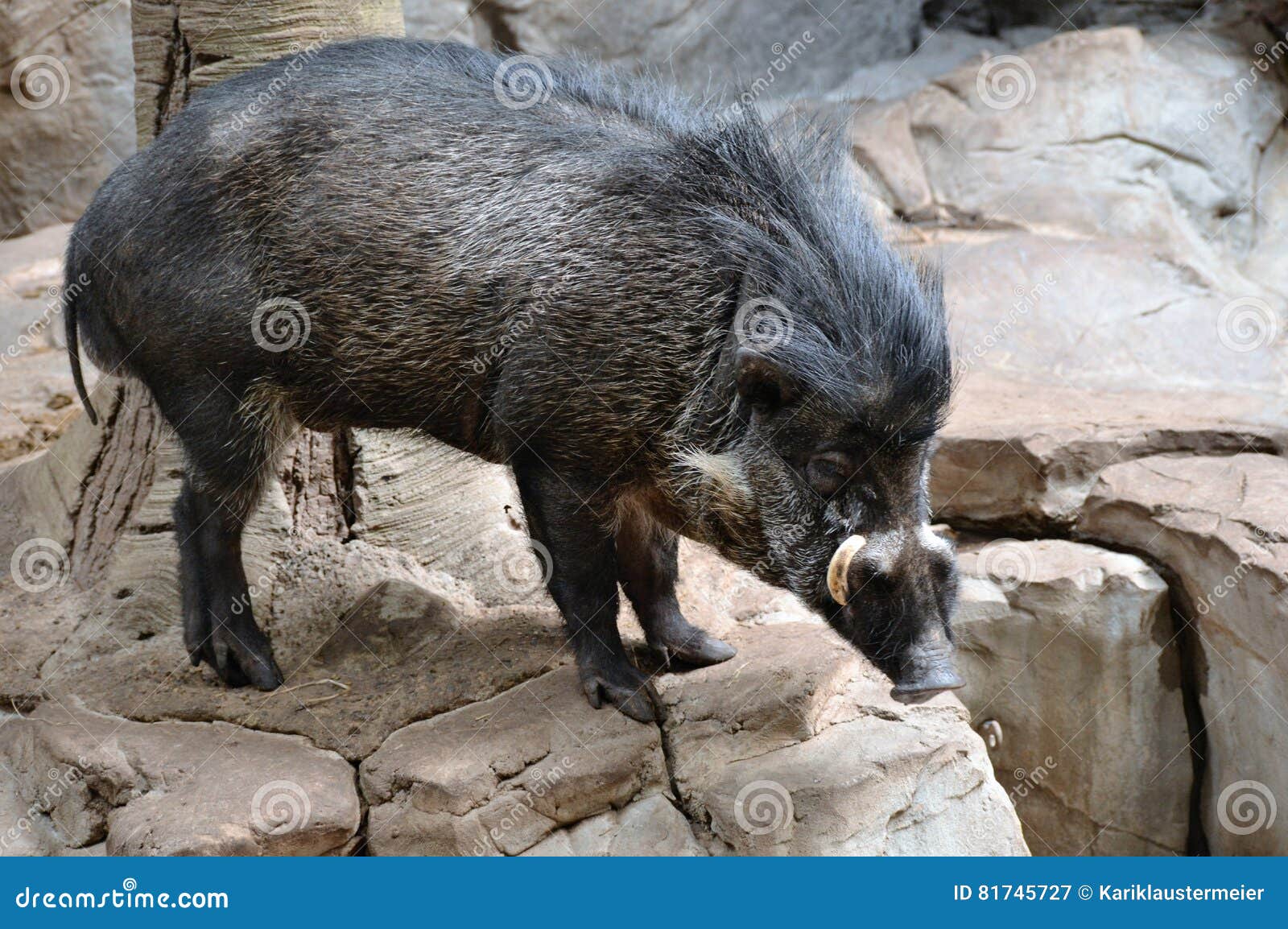 Visayan Warty Pig stock image. Image of brown, fall, detail - 81745727