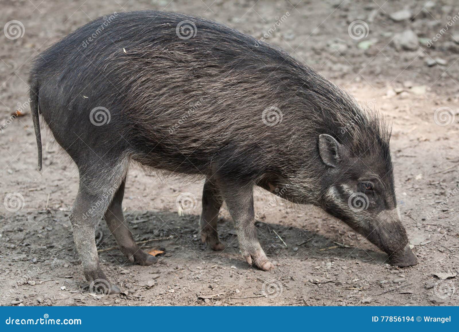Philippine Warty Pig Stock Photos - Free & Royalty-Free Stock Photos ...