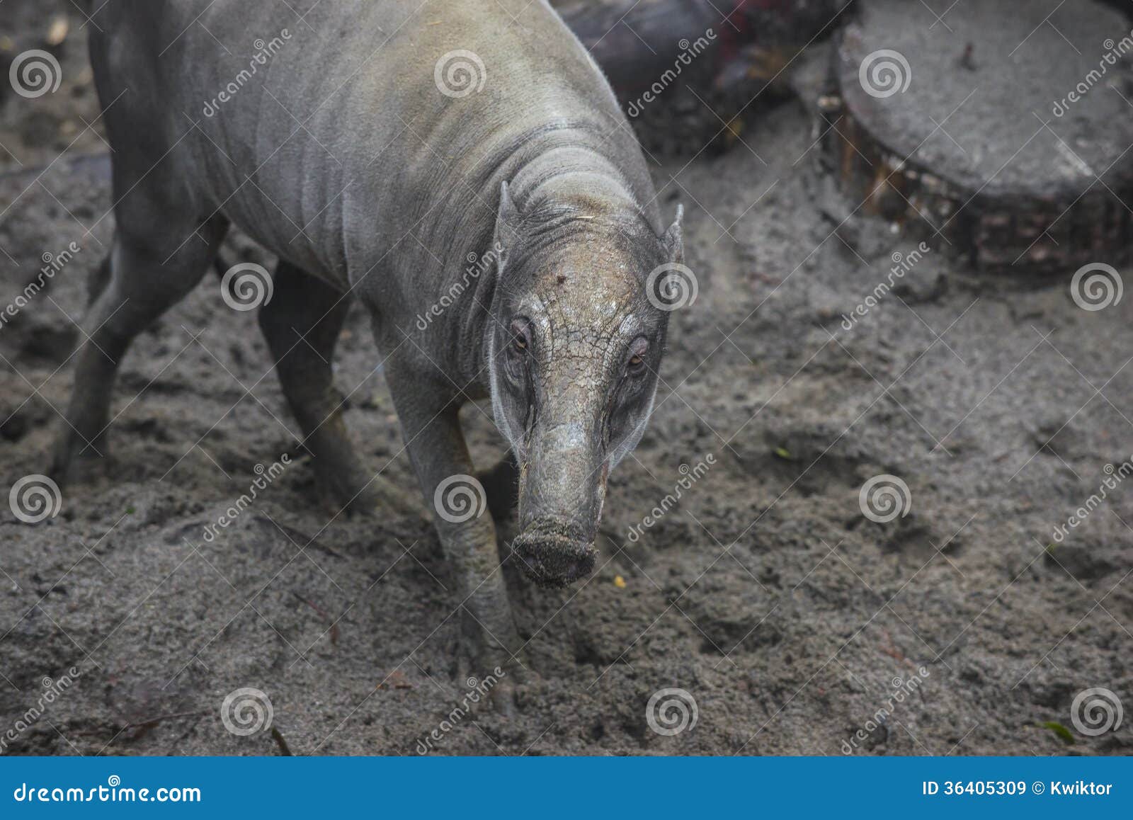 Visayan Warty Pig Grubbing In The Mud, Typical Wild Boar Behavior ...