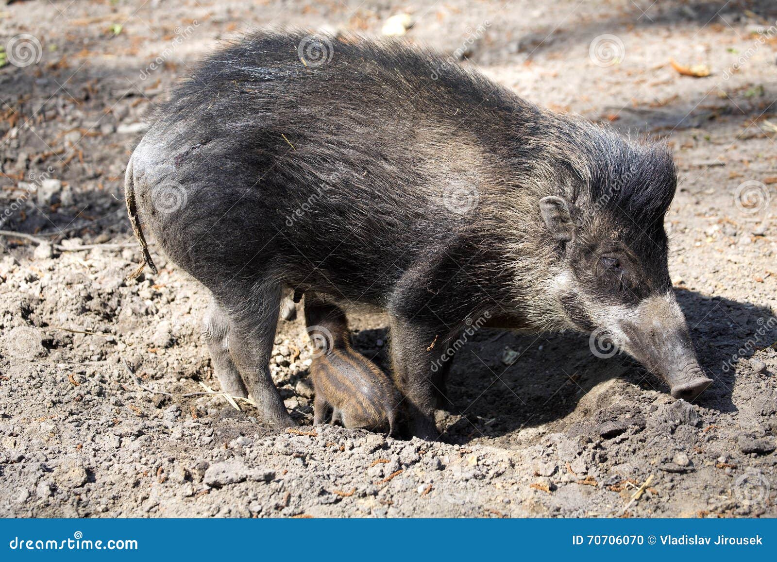 Visayan Warty Pig, Sus Cebifrons Negrinus, Sow with Cub Stock Photo ...