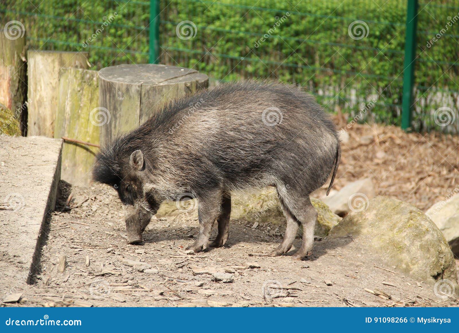 Visayan warty pig stock photo. Image of species, endangered - 91098266