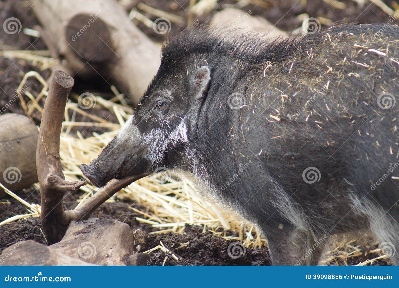 Visayan Warty Pig - Sus Cebifrons Stock Photo - Image of african, oink ...