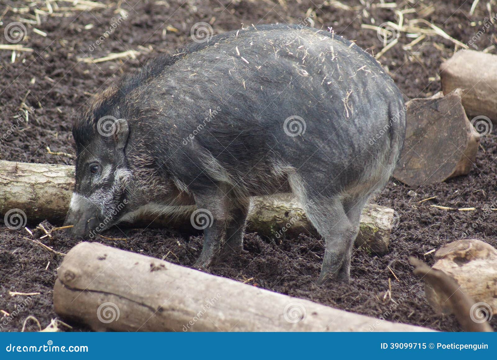 Visayan Warty Pig - Sus Cebifrons Stock Image - Image of african ...