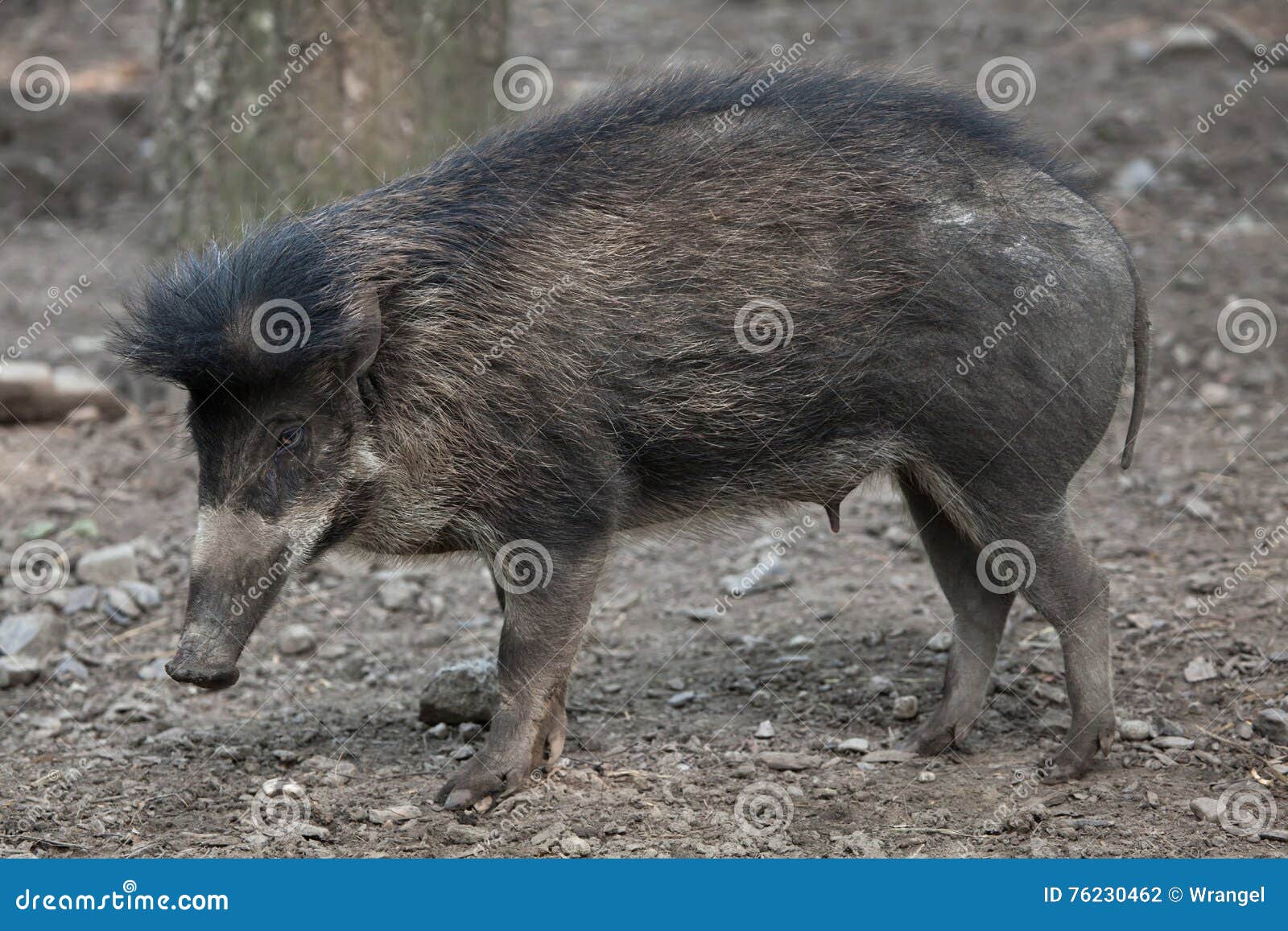 Visayan Warty Pig (Sus Cebifrons). Stock Photo - Image of suinae ...