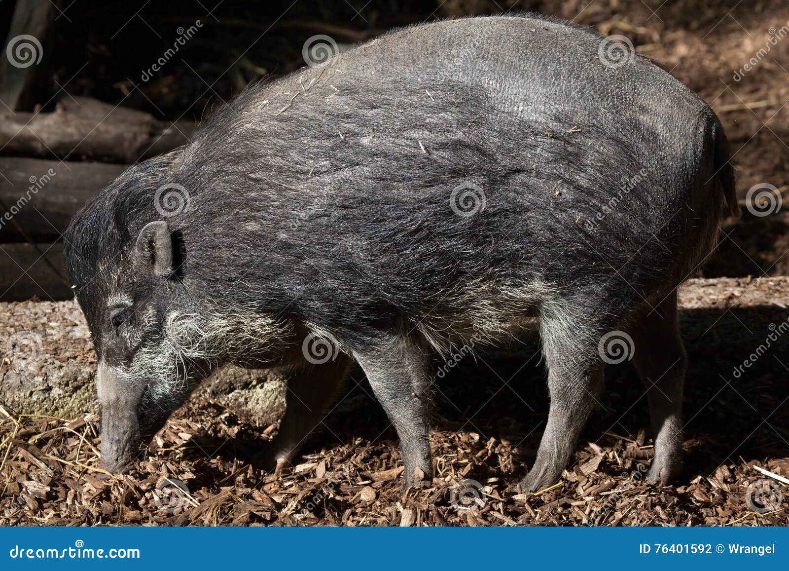 Visayan Warty Pig (Sus Cebifrons). Stock Photo - Image of fauna, female ...