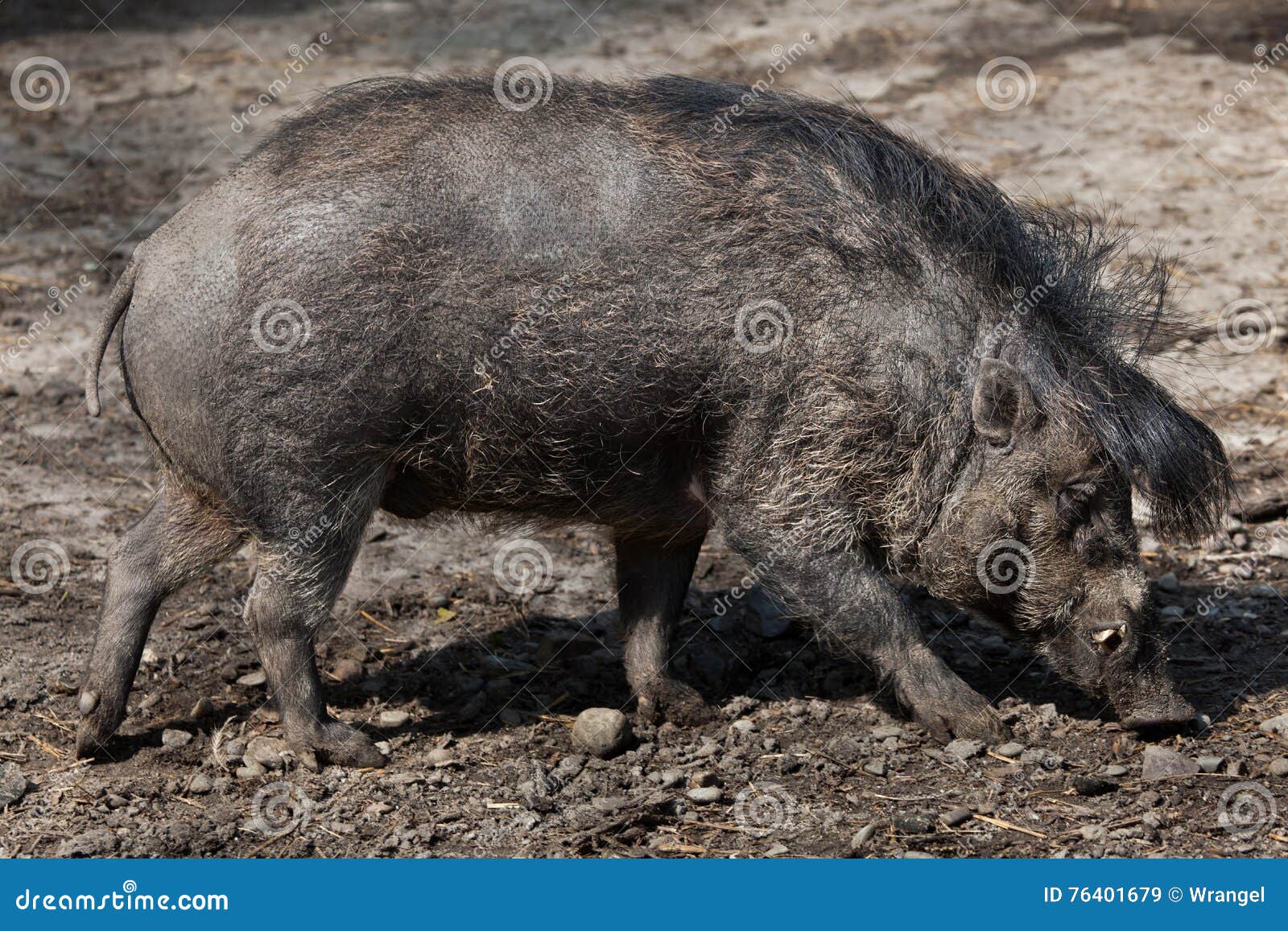 Visayan Warty Pig (Sus Cebifrons). Stock Image - Image of mammalia ...