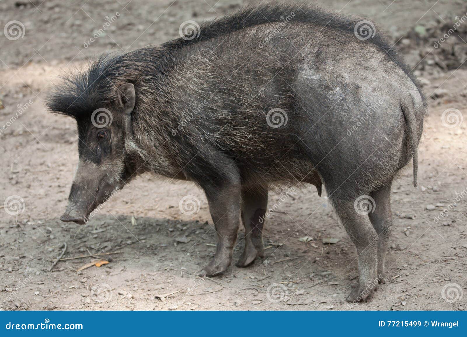 Visayan Warty Pig (Sus Cebifrons). Stock Image - Image of mammal ...