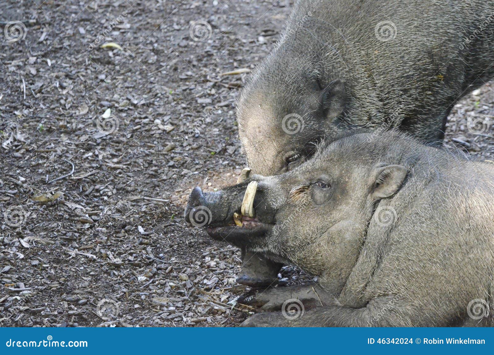 Visayan Warty Pig Grubbing In The Mud, Typical Wild Boar Behavior ...