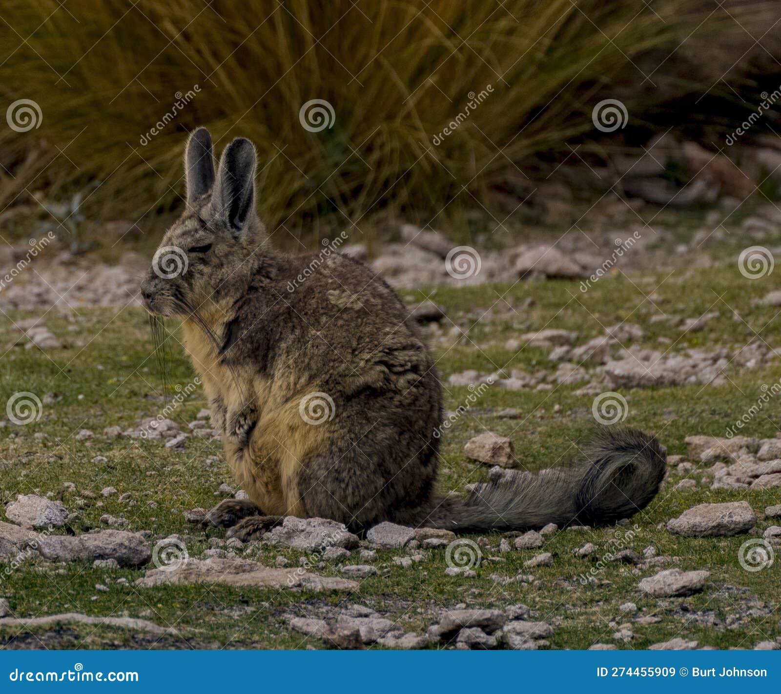 The Viscacha Resembles a Rabbit with a Squirrel Tail, but is Native ...