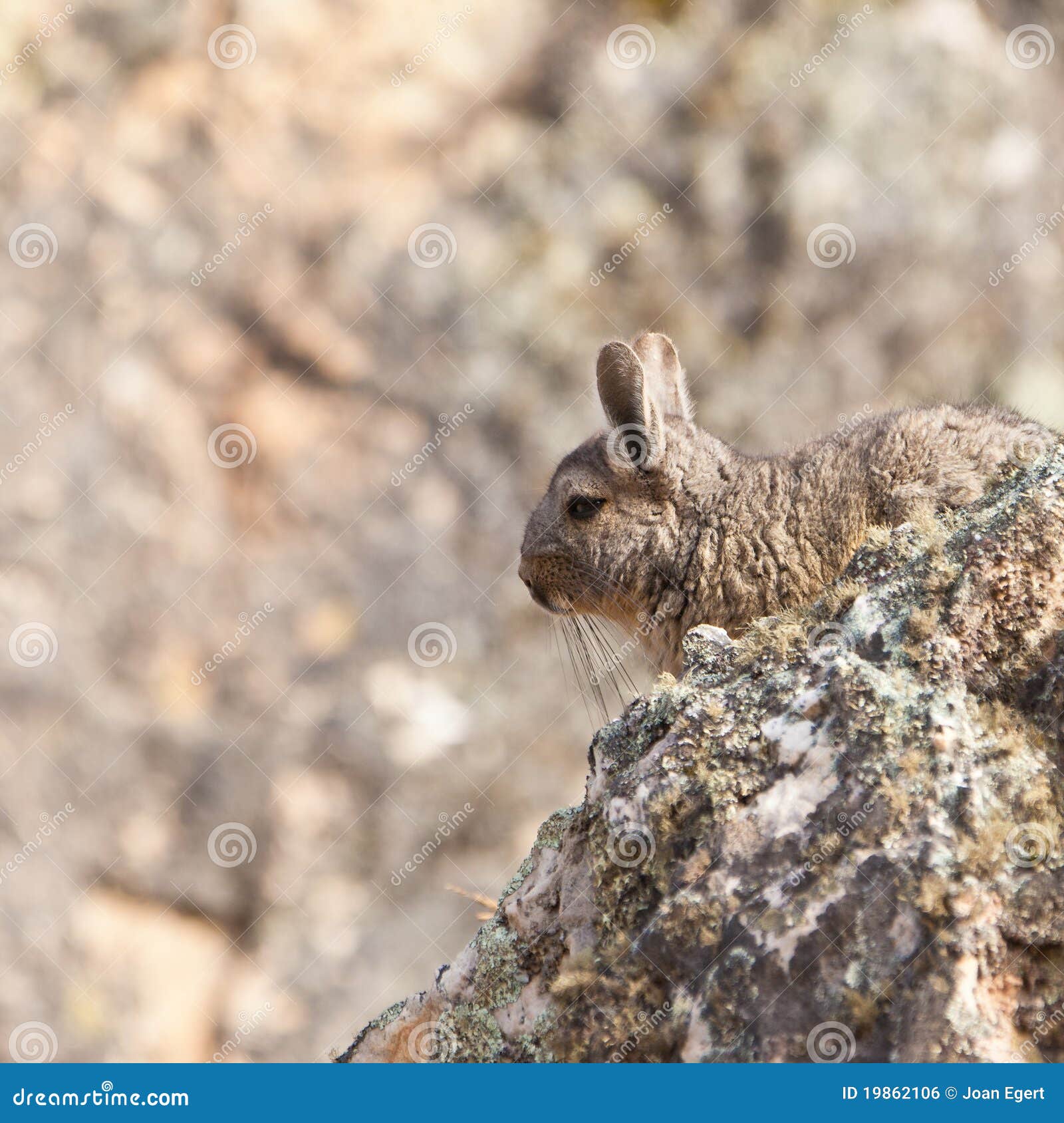 A Viscacha in ItÂ´s Habitat Stock Photo - Image of alone, grey: 19862106