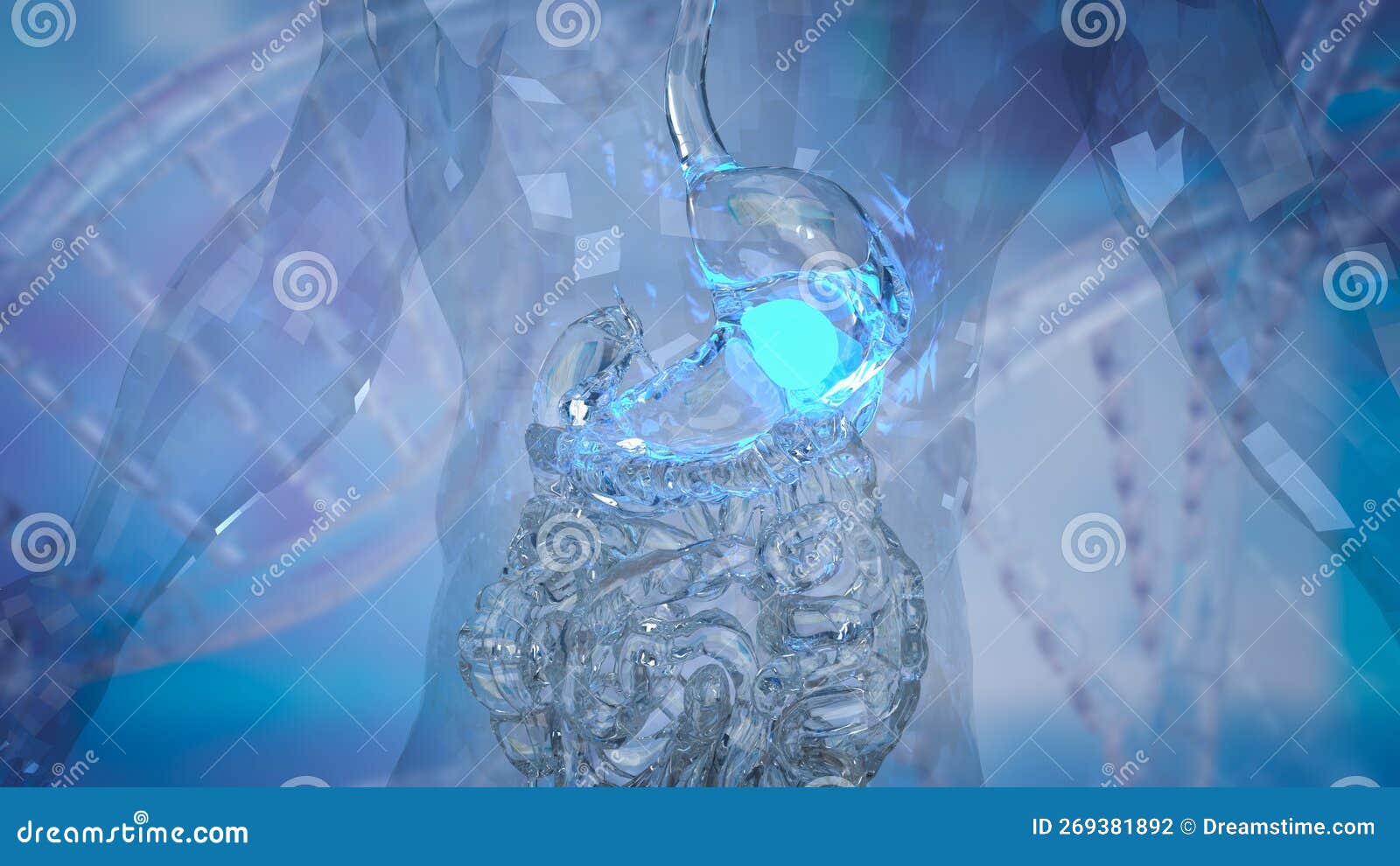The Viscera in Clear Body for Medical or Sci Concept 3d Rendering Stock ...