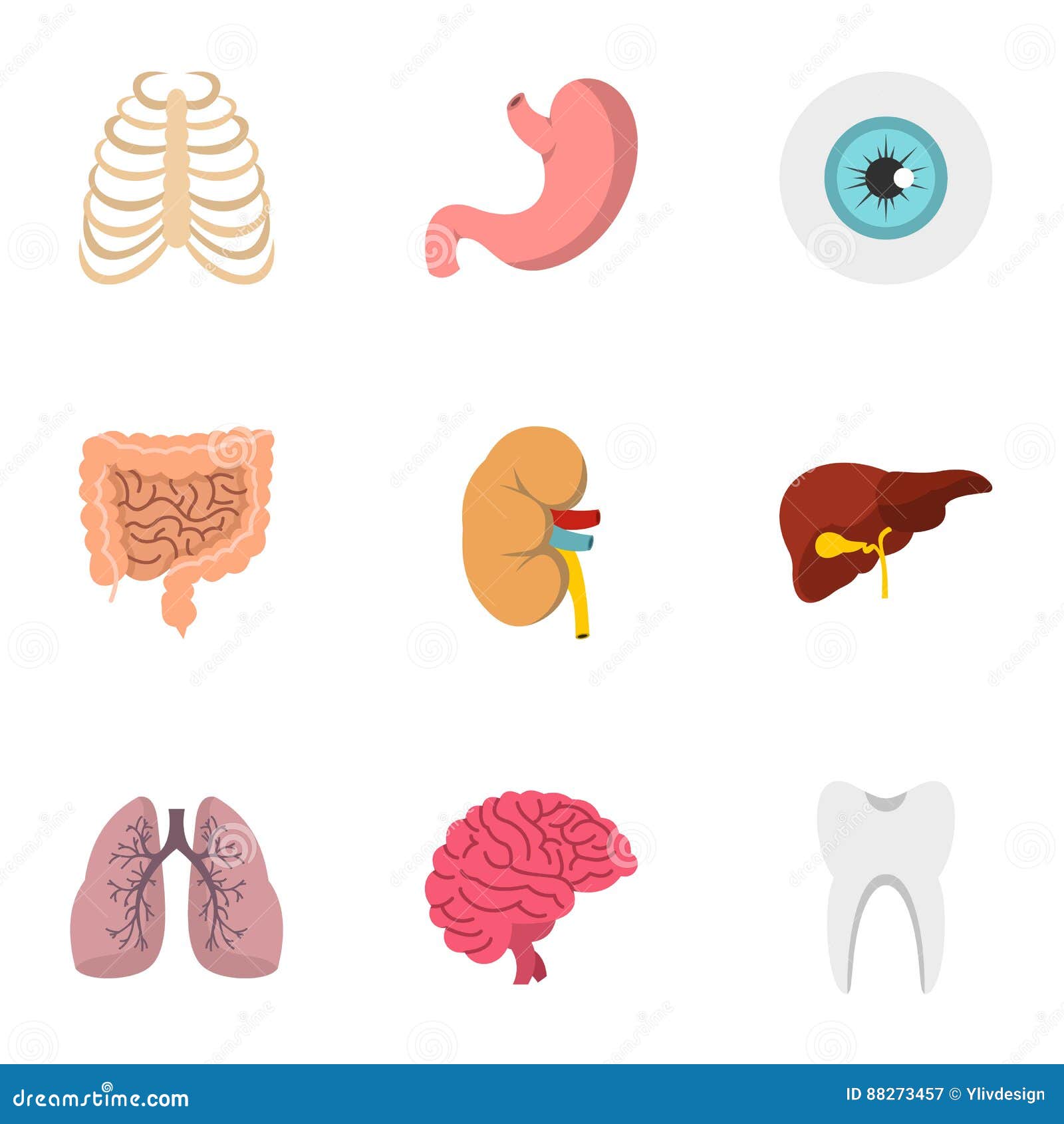 Viscera Icons Set, Flat Style Stock Vector - Illustration of anatomy ...