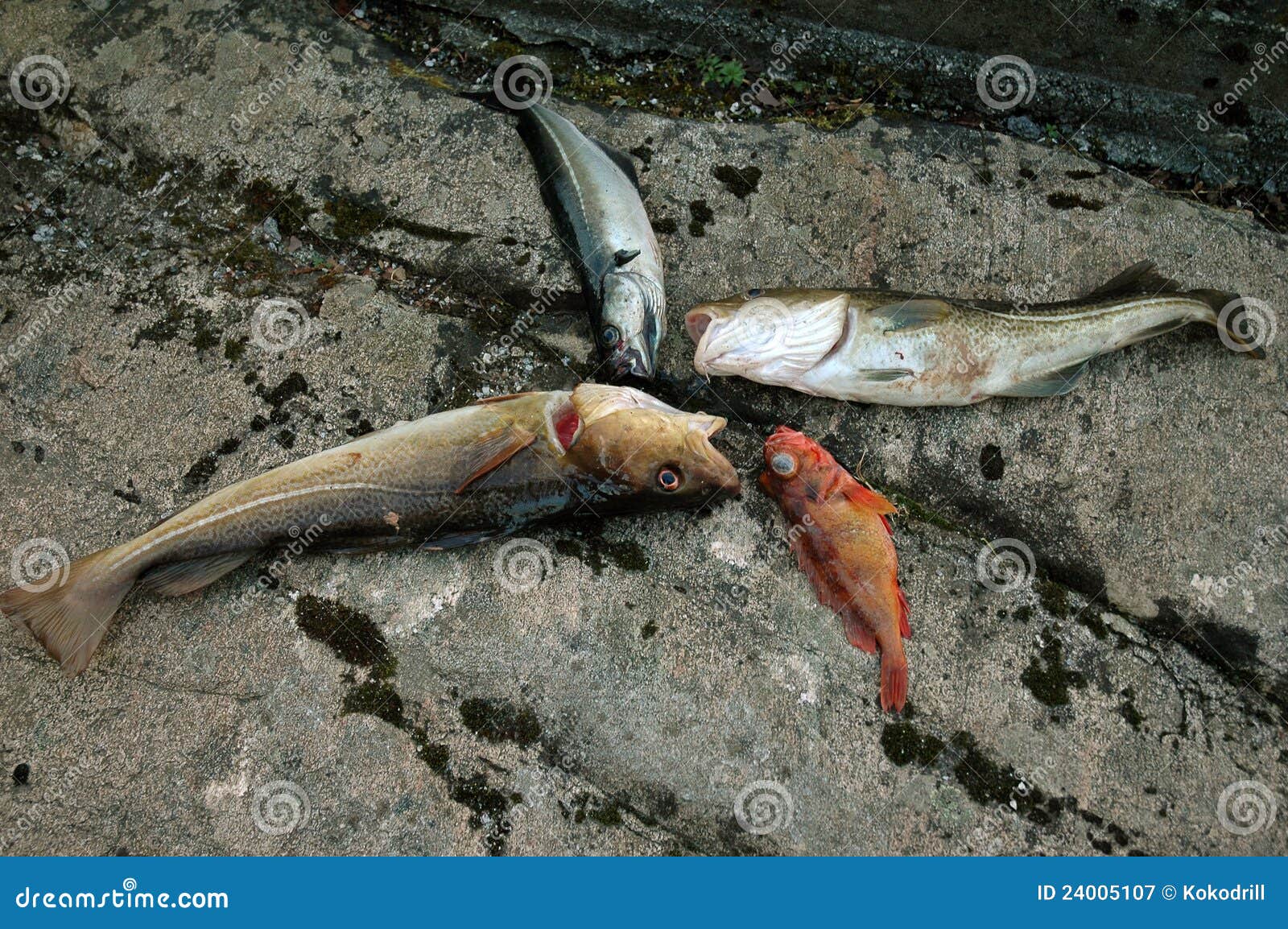 Viscere dei pesci immagine stock. Immagine di grande - 24005107