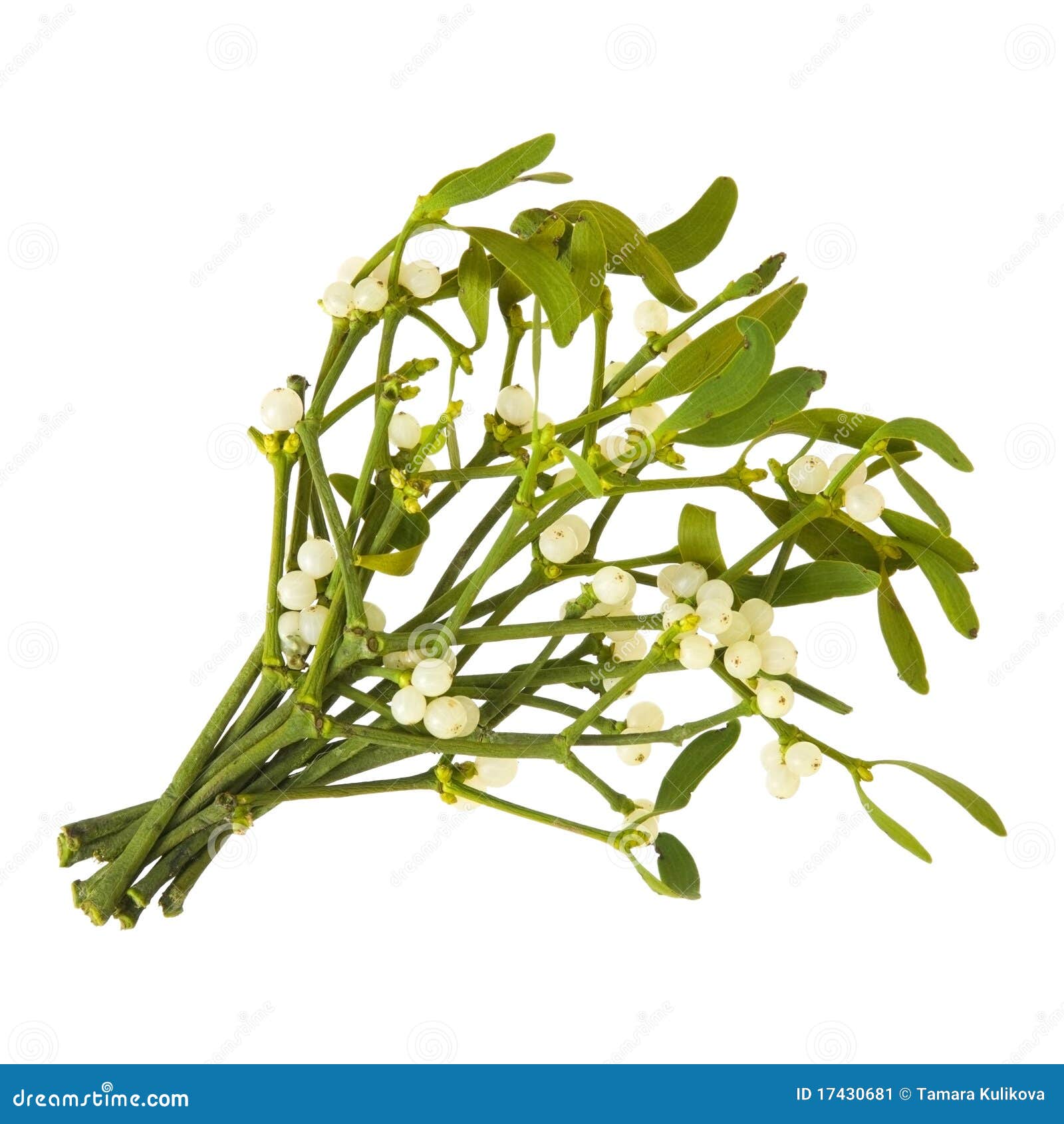 Vischio immagine stock. Immagine di tradizione, feste - 17430681