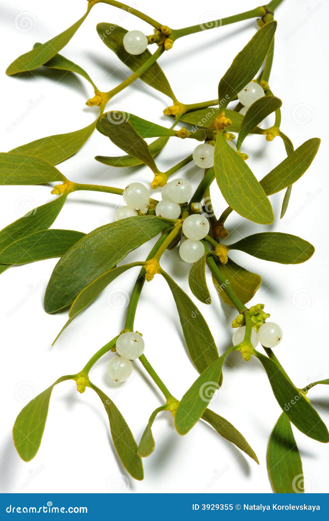 Vischio immagine stock. Immagine di bacio, tradizione - 3929355