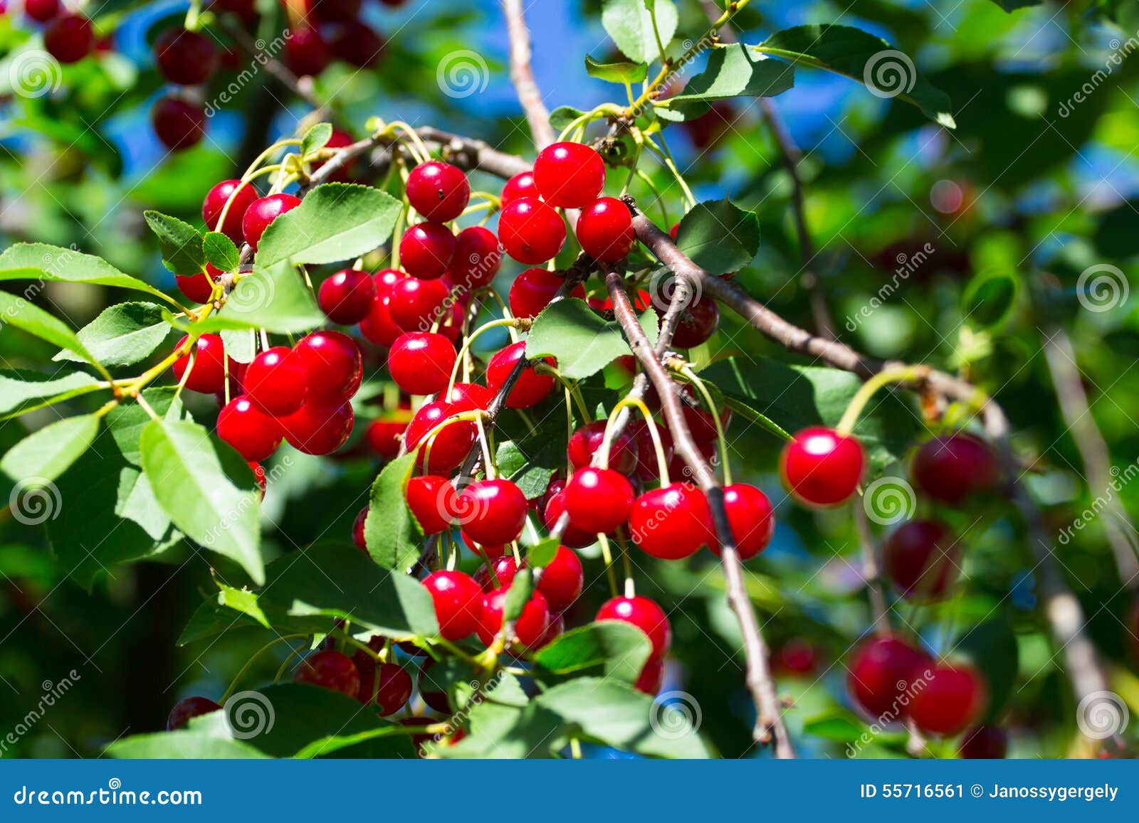 Visciole immagine stock. Immagine di naughty, vibrante - 55716561