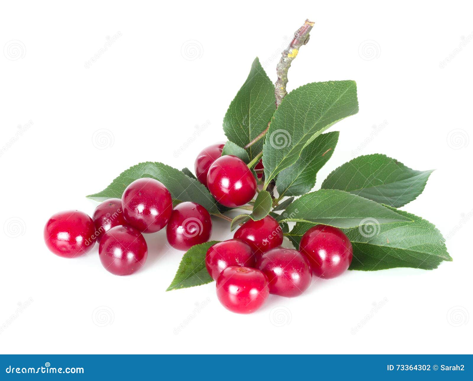 Visciole Su Bianco Con Le Foglie Fotografia Stock - Immagine di estate ...