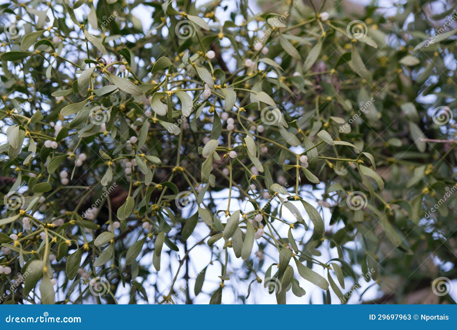 Viscum album stock image. Image of nature, fruit, white - 29697963