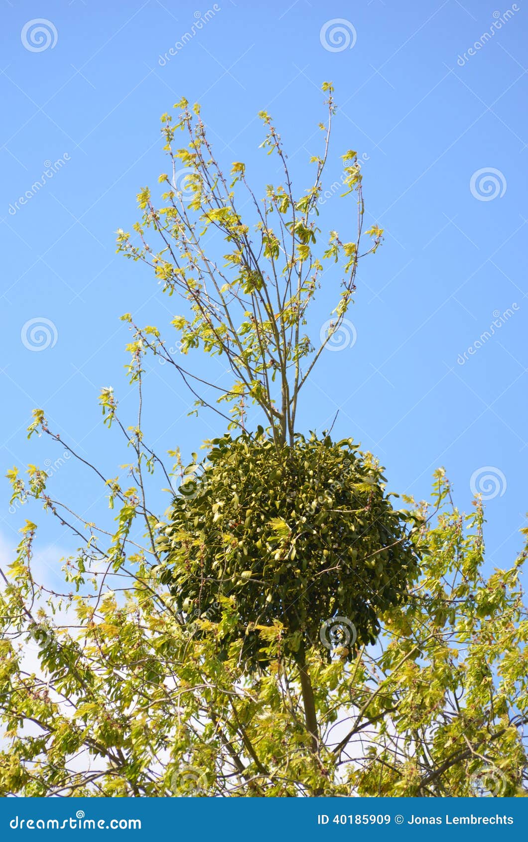 Viscum Album, Commonly Known As European Mistletoe, Common Mistletoe Or ...