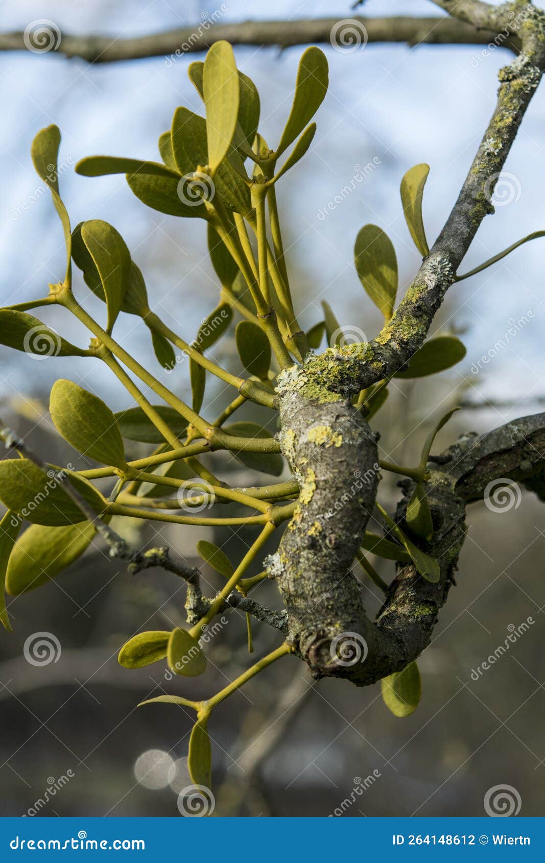 Young Plant of Viscum Album or Mistletoe on an Appletree Stock Photo ...