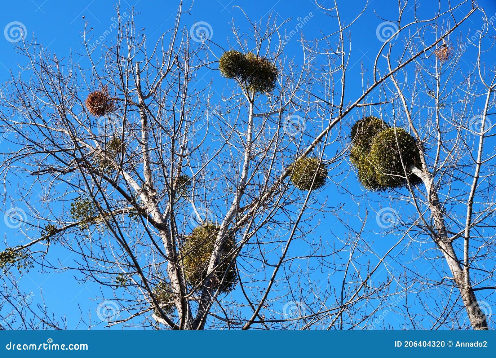 Viscum Gui Une Plante Parasite Sur Un Arbre Photo stock - Image du ...