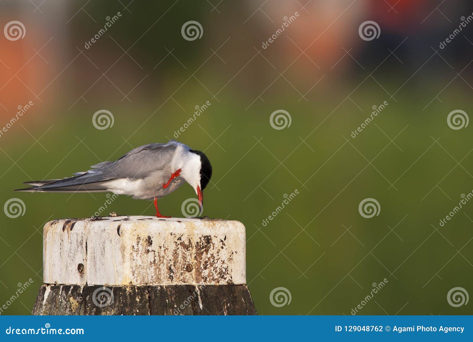 Visdief, Common Tern, Sterna Hirundo Stock Photo | CartoonDealer.com ...