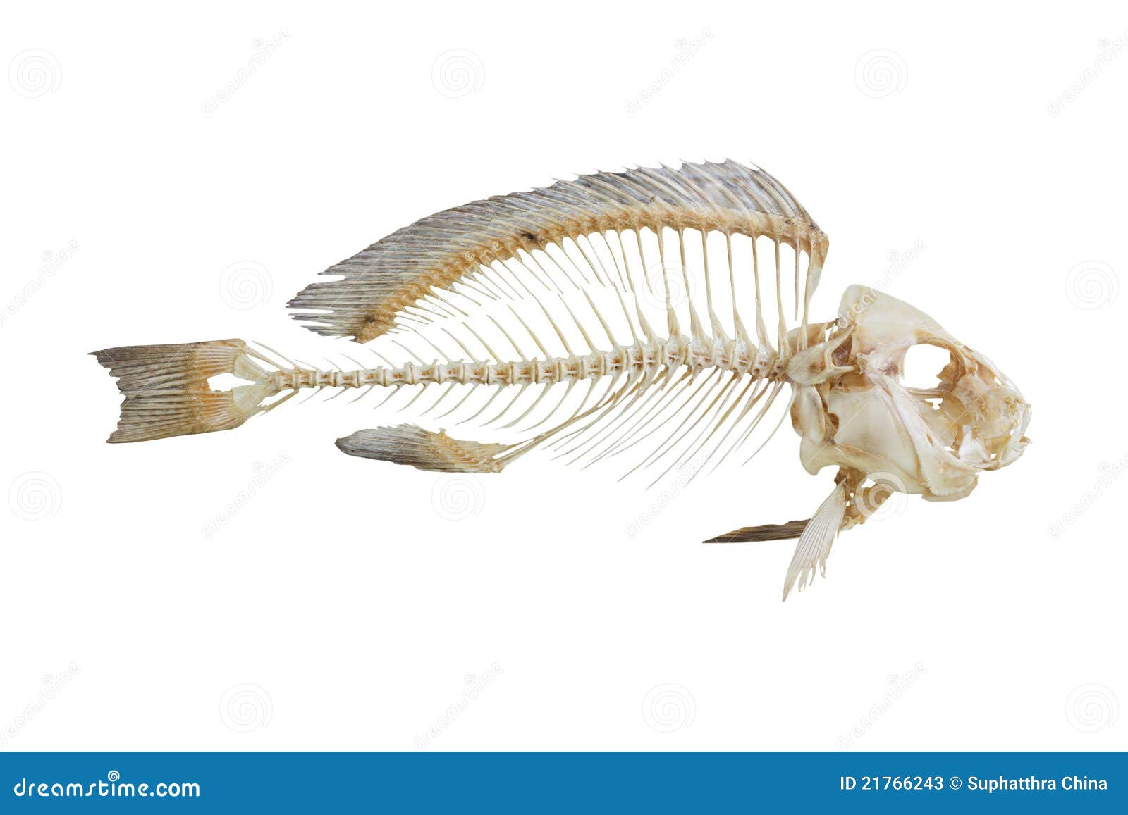 Visgraat Stock Foto's - Afbeelding: 21766243