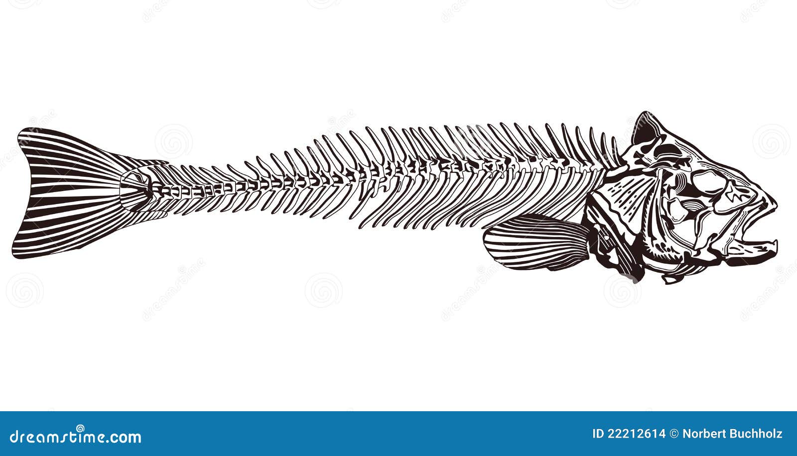 Visgraat vector illustratie. Illustration of vissen, ecologie - 22212614