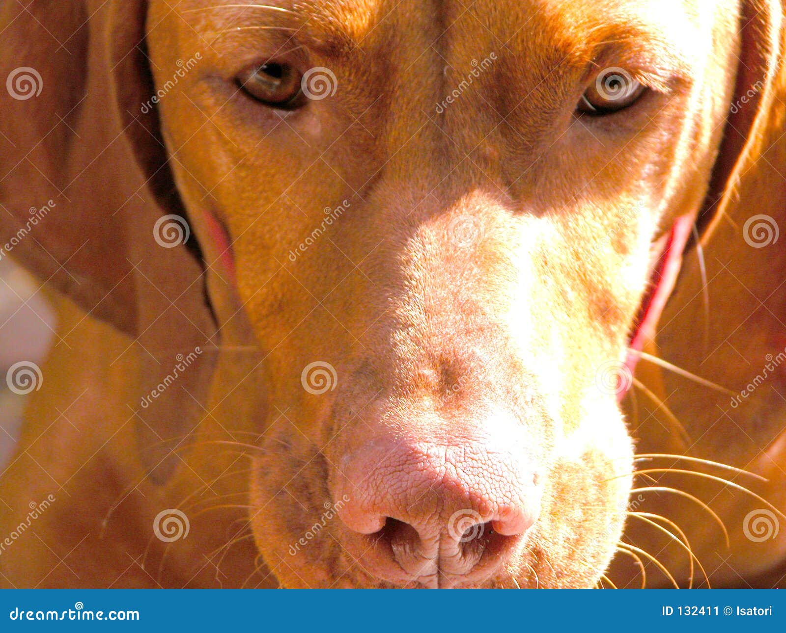 Vishler pup close up stock image. Image of whiskers, close - 132411