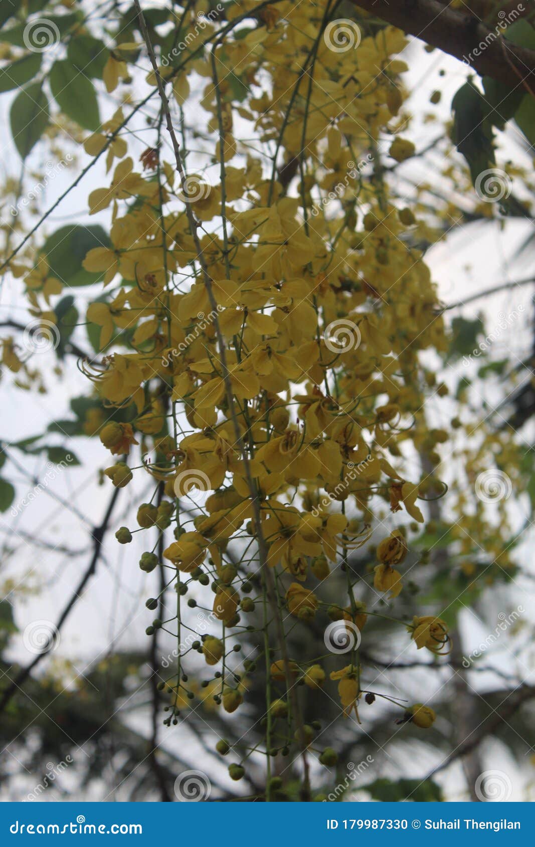 Vishu Konna Tree Stock Photography | CartoonDealer.com #179987384