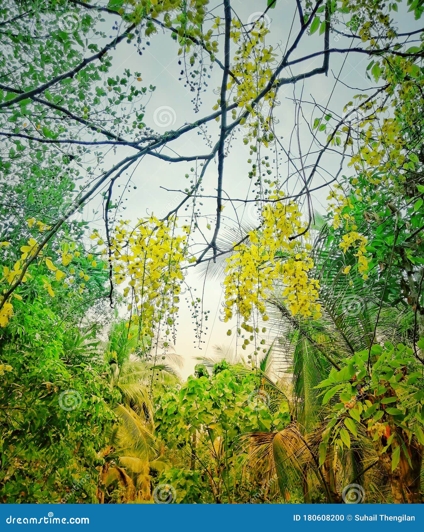 Vishu Konna Tree Stock Photography | CartoonDealer.com #179987384