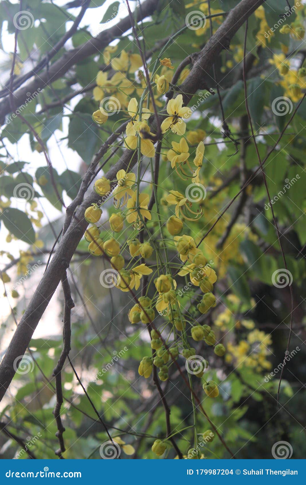 Vishu konna tree stock photo. Image of evergreen, yellow - 179987204