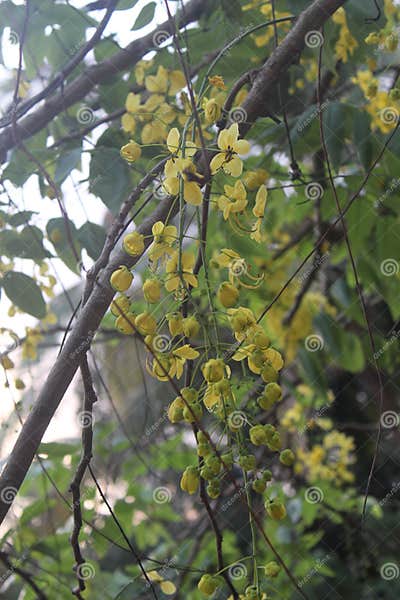 Vishu konna tree stock photo. Image of evergreen, yellow - 179987204
