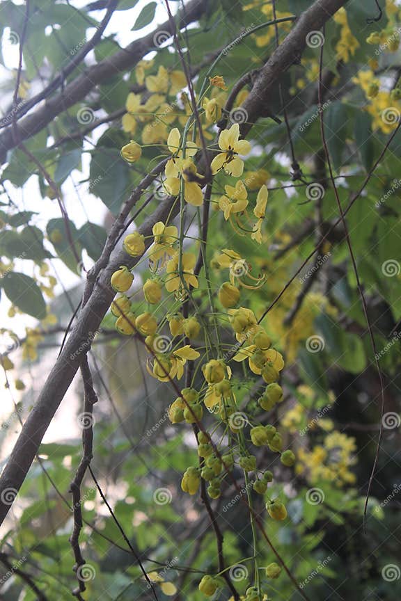 Vishu konna tree stock photo. Image of evergreen, yellow - 179987204