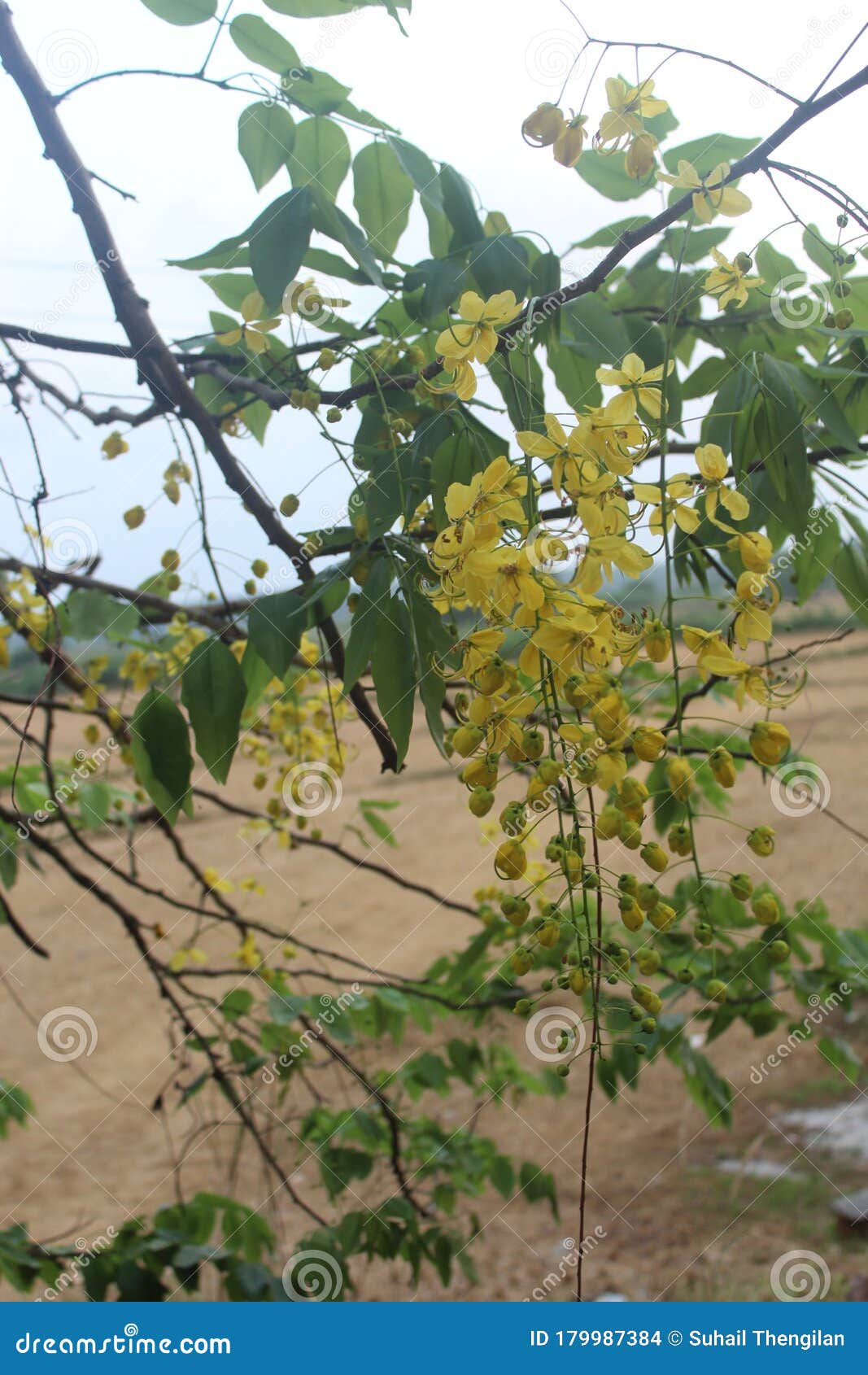Vishu konna tree stock photo. Image of shrub, yellow - 179987384