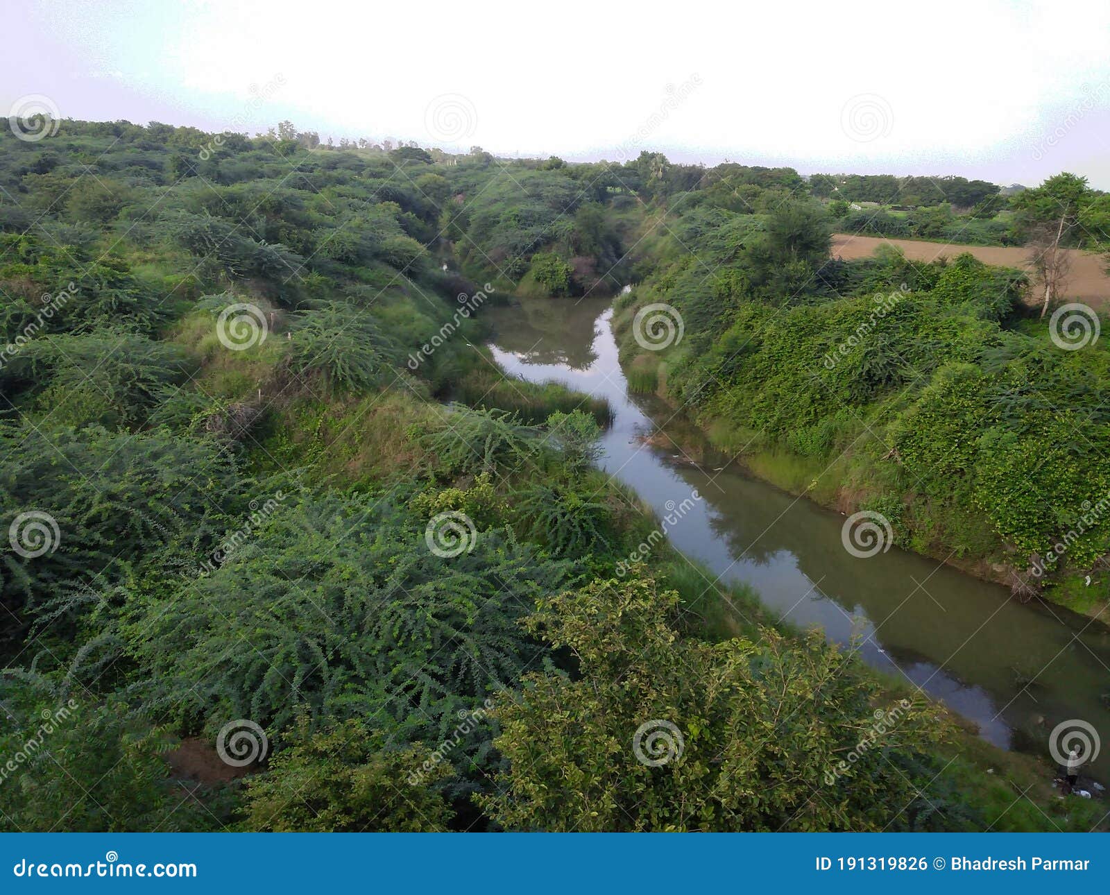Vishwamitri River and Forest Stock Photo - Image of reservoir ...