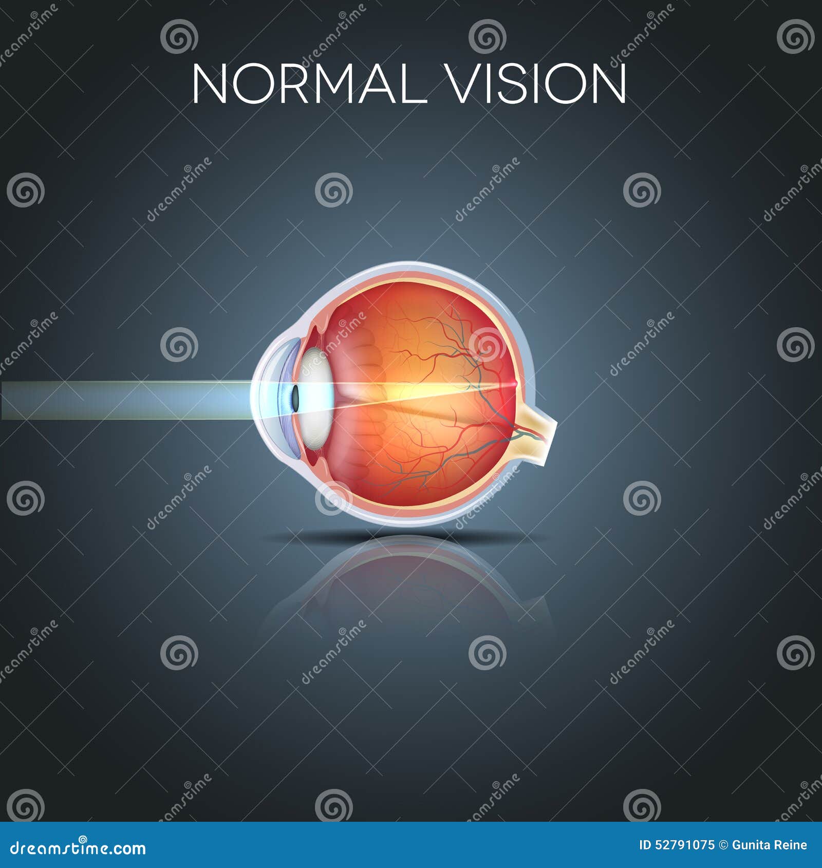 Visión normal del ojo ilustración del vector. Ilustración de sano ...