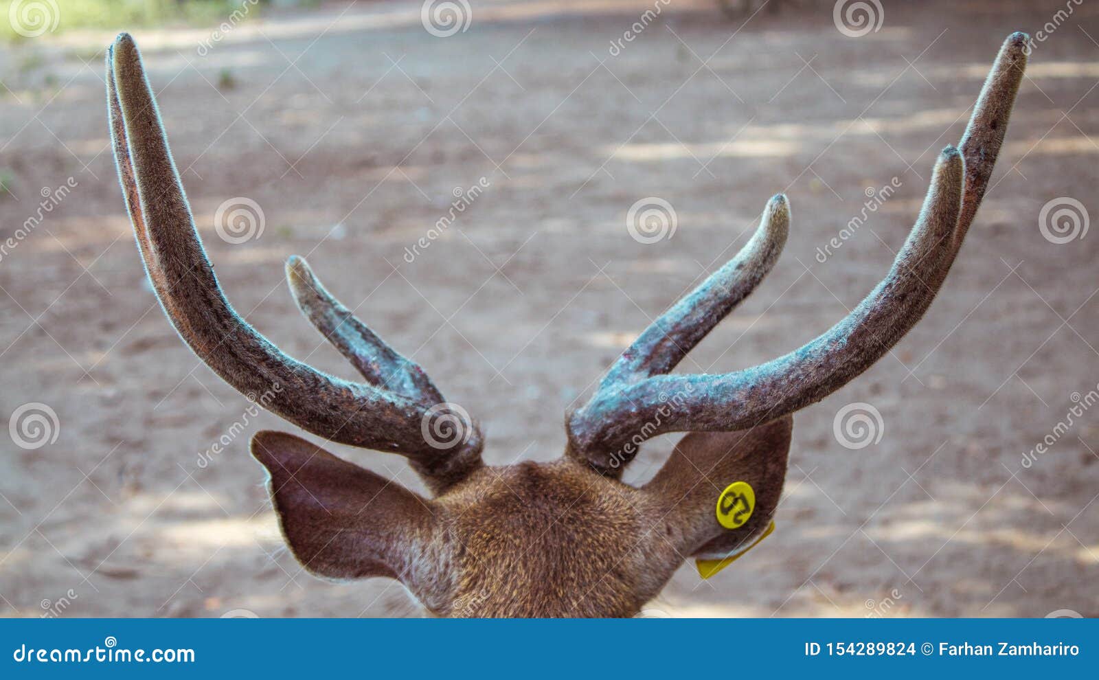 Visible from Behind the Deer`s Head Stock Photo - Image of clouds, four ...