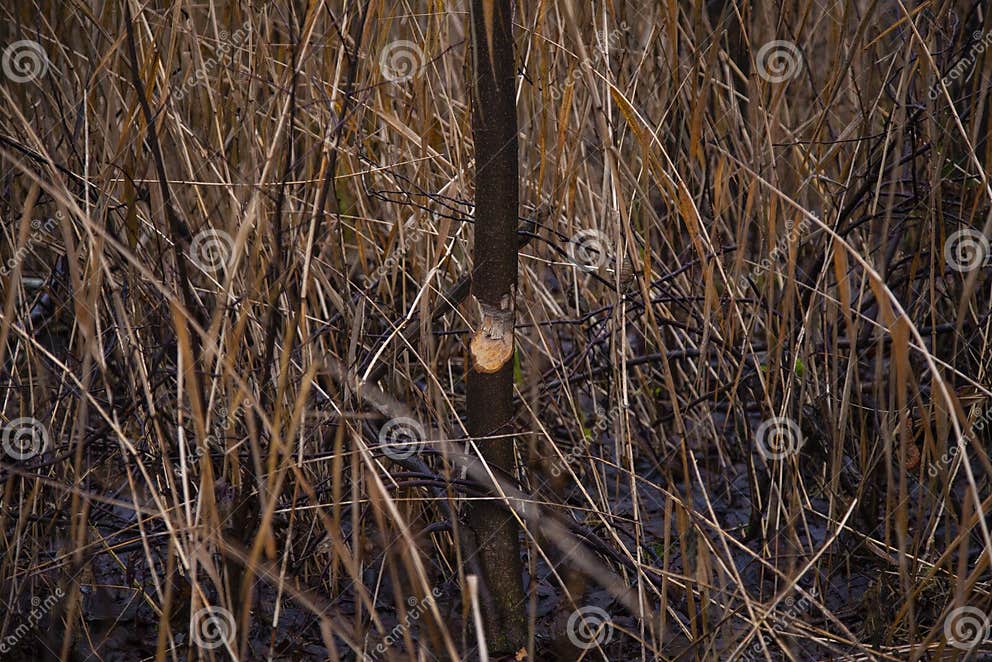 Visible Beaver Bites on the Tree Stock Image - Image of destruction ...