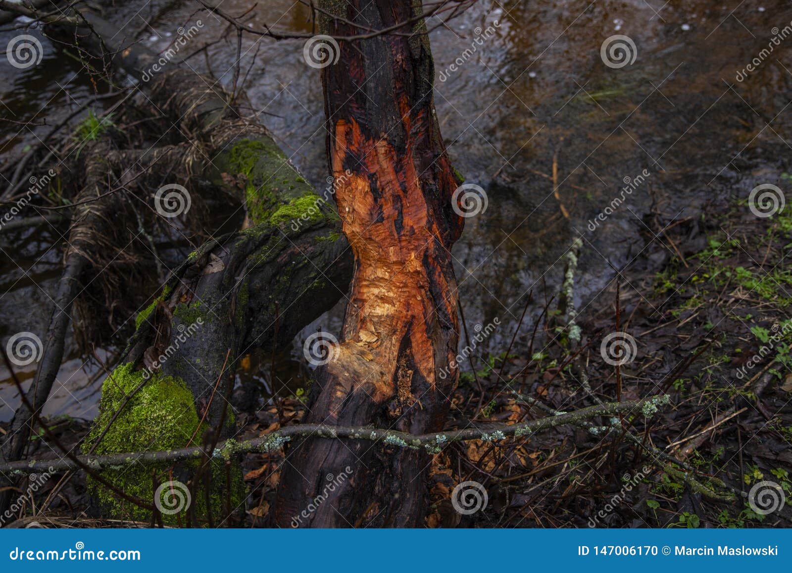 Visible Beaver Bites on the Tree Stock Photo - Image of bites, lake ...