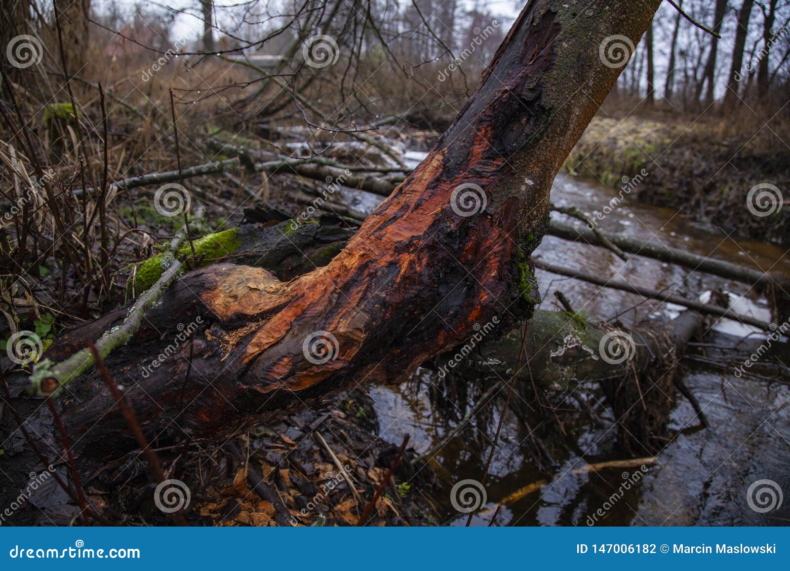 Visible Beaver Bites on the Tree Stock Photo - Image of brown, lake ...