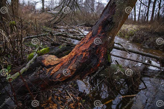 Visible Beaver Bites on the Tree Stock Photo - Image of brown, lake ...