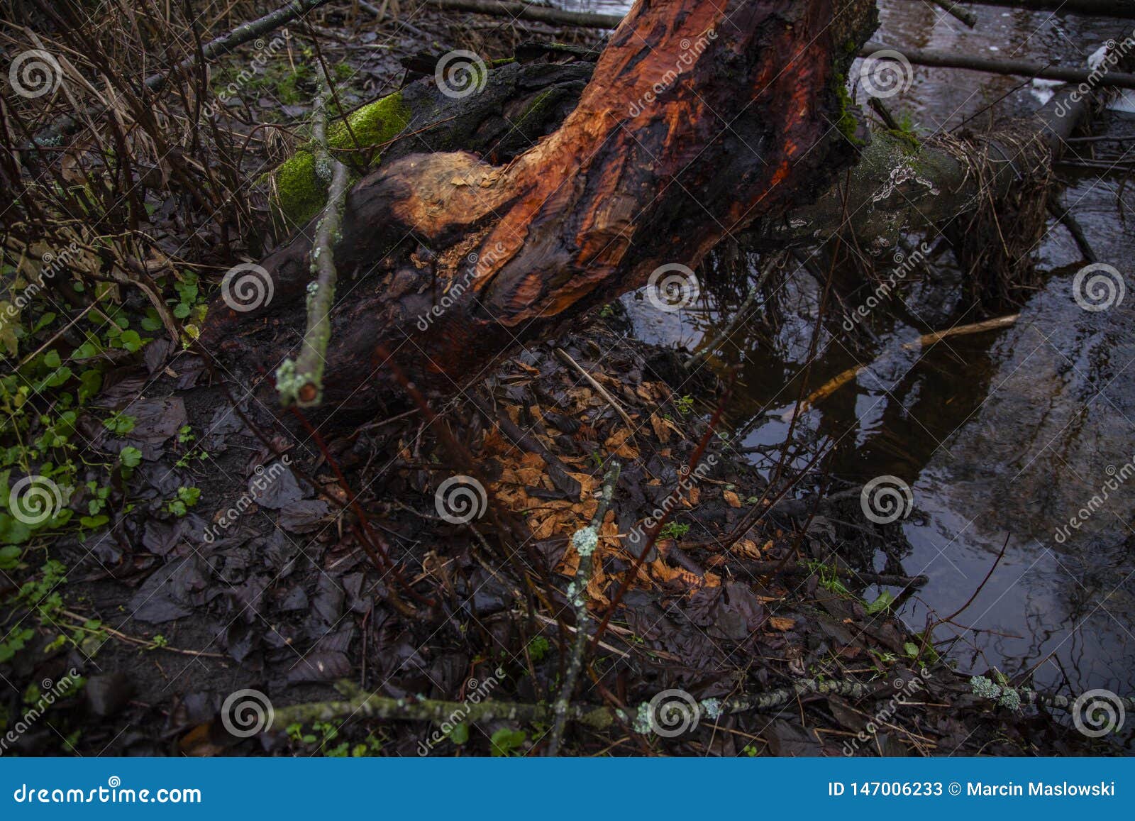 Visible Beaver Bites on the Tree Stock Image - Image of construction ...