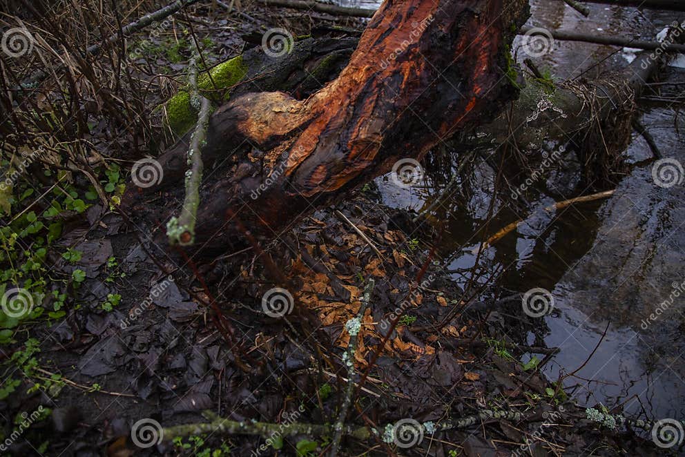Visible Beaver Bites on the Tree Stock Image - Image of construction ...