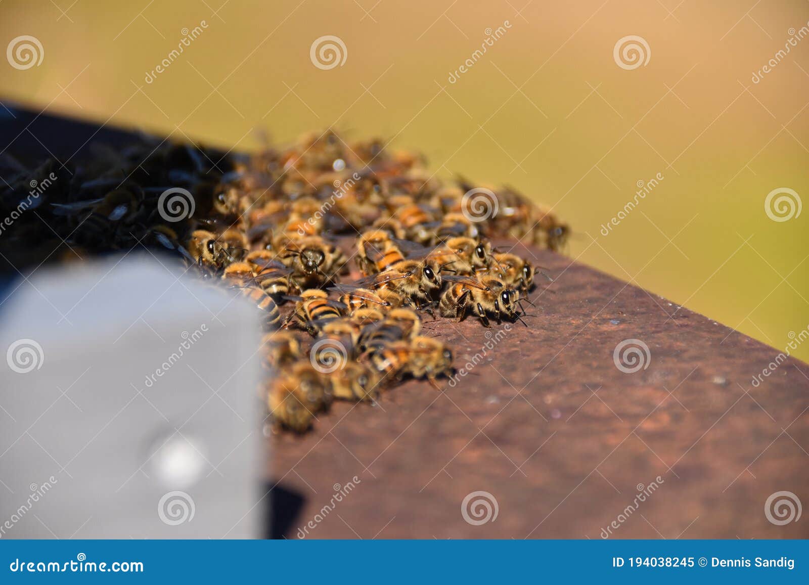 Honey Bees in Front of an Bee Hive Stock Image - Image of future, view ...