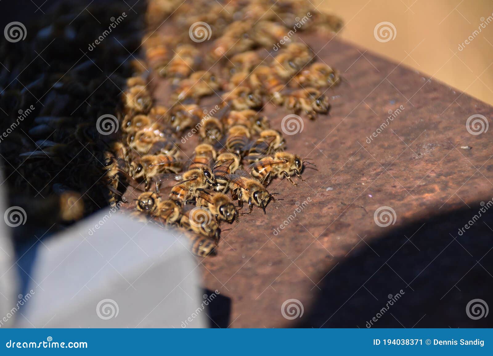 Honey Bees in Front of an Bee Hive Stock Image - Image of nonurban ...