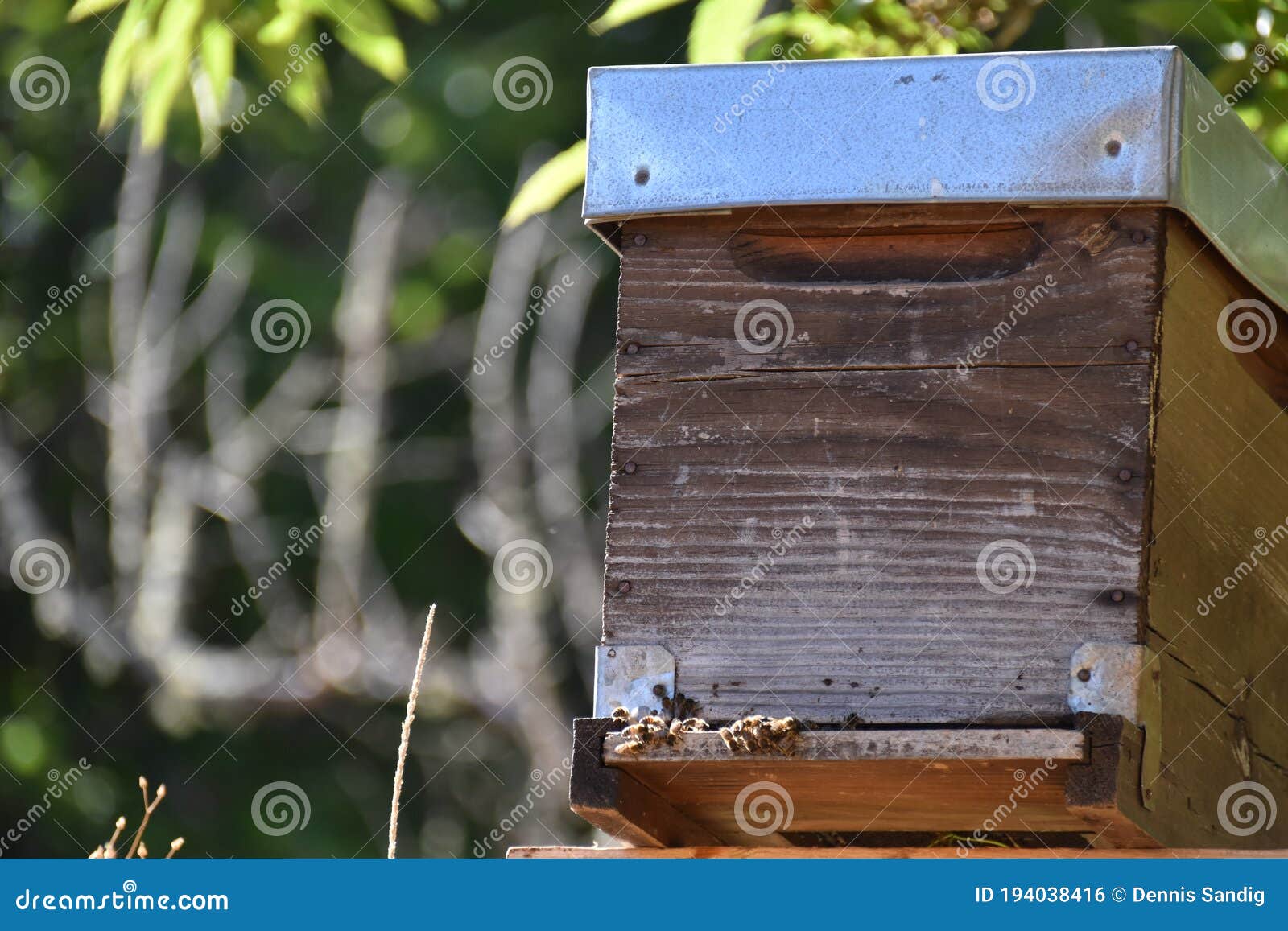 Honey Bees in Front of an Bee Hive Stock Photo - Image of bees, donkey ...