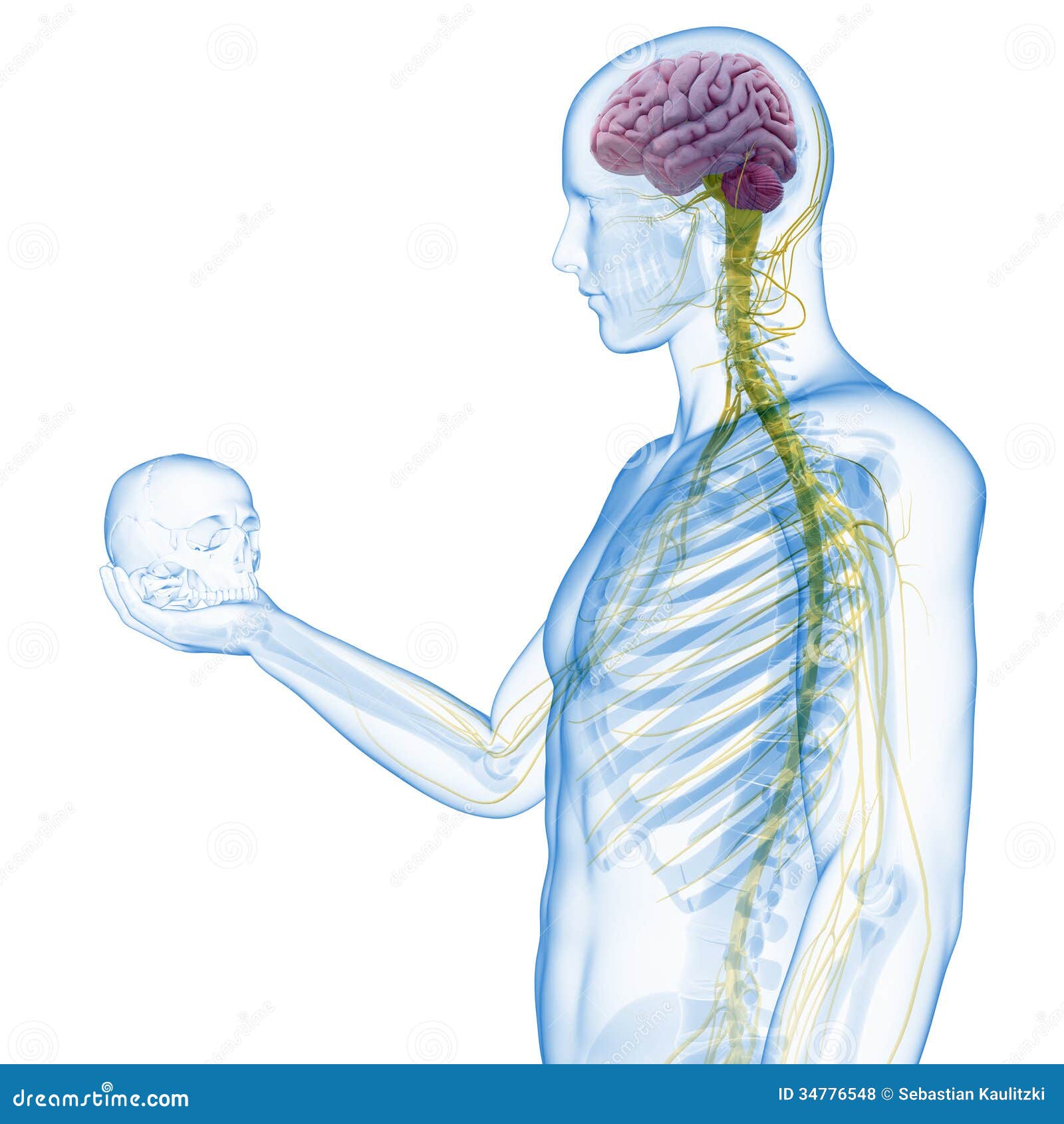 Visible brain and nerves ilustração stock. Ilustração de ciência - 34776548